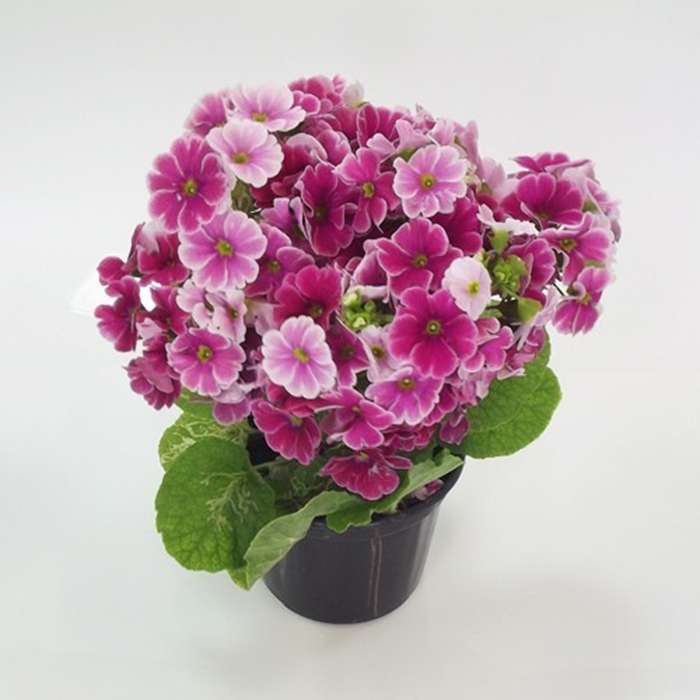 Prímulas – PETALLAS FLORES